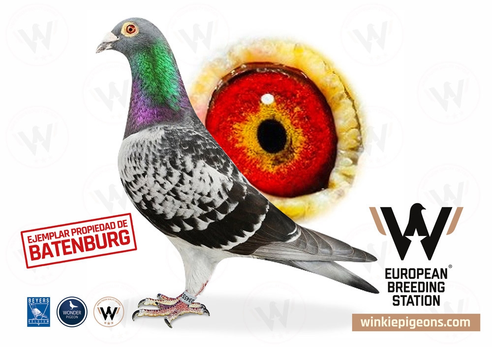 Special One - WINKIE European Breeding Station