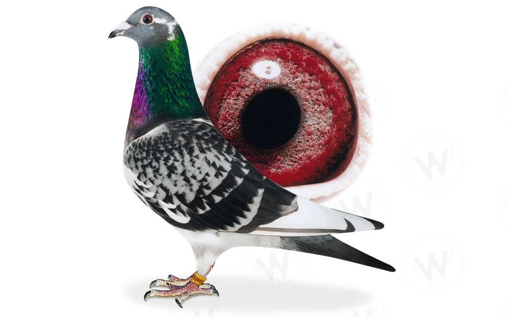 Barca Witbuik - WINKIE European Breeding Station