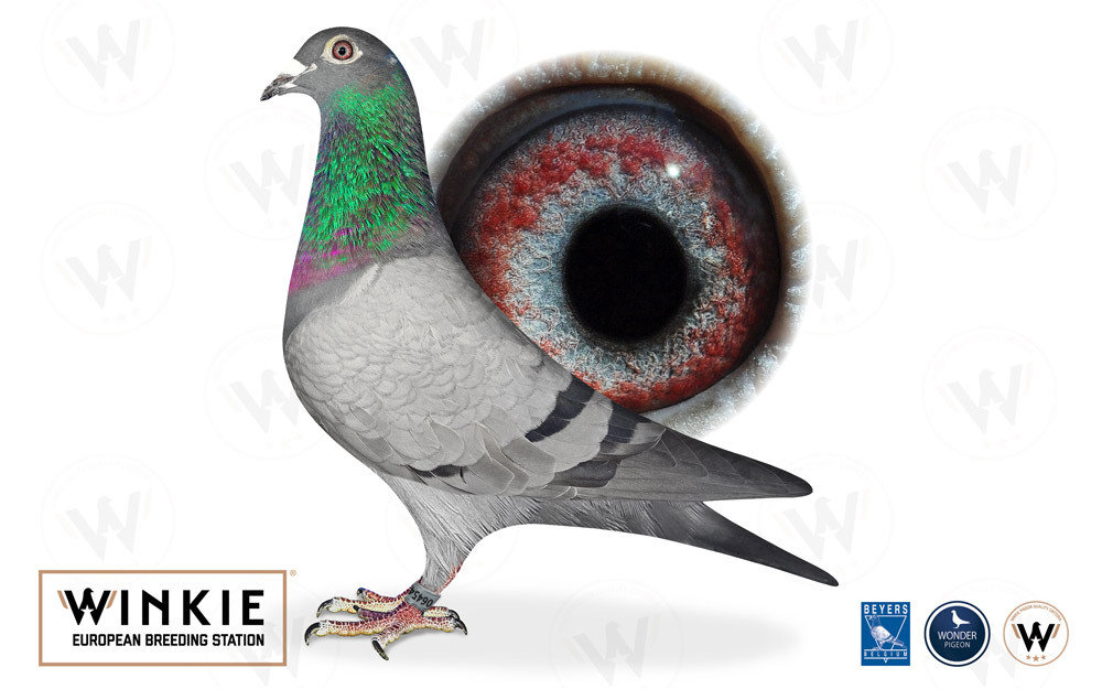 Granddaughter of Rudy - WINKIE European Breeding Station