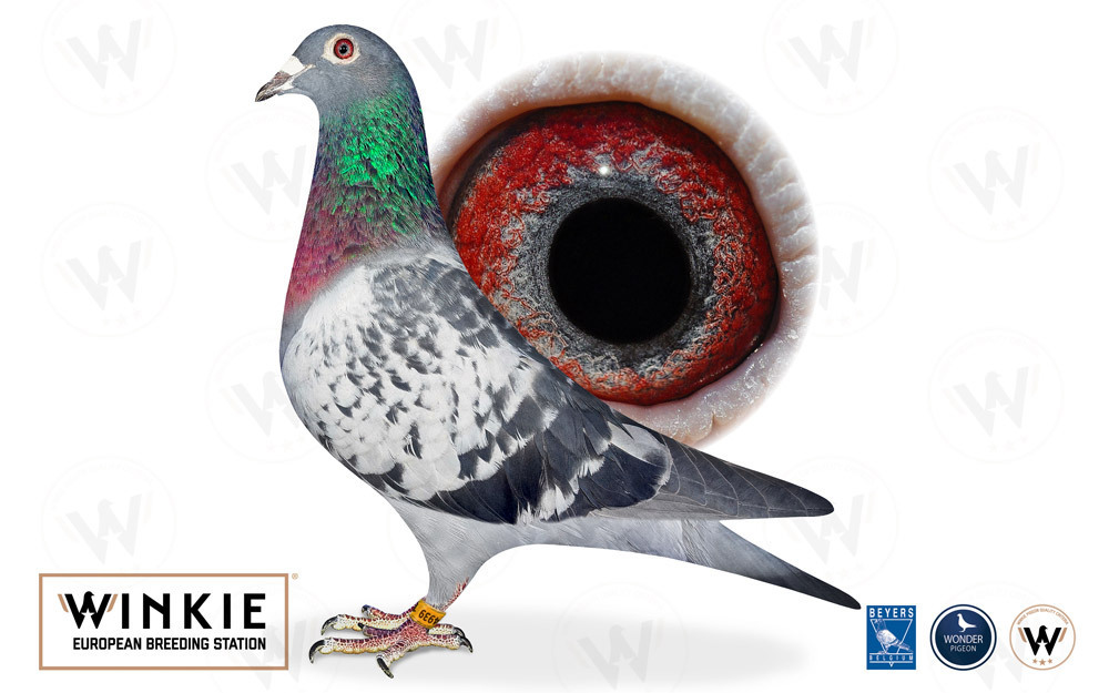 Granddaughter of Elmer - WINKIE European Breeding Station