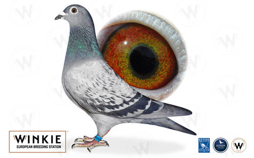 Pinocchio - WINKIE European Breeding Station