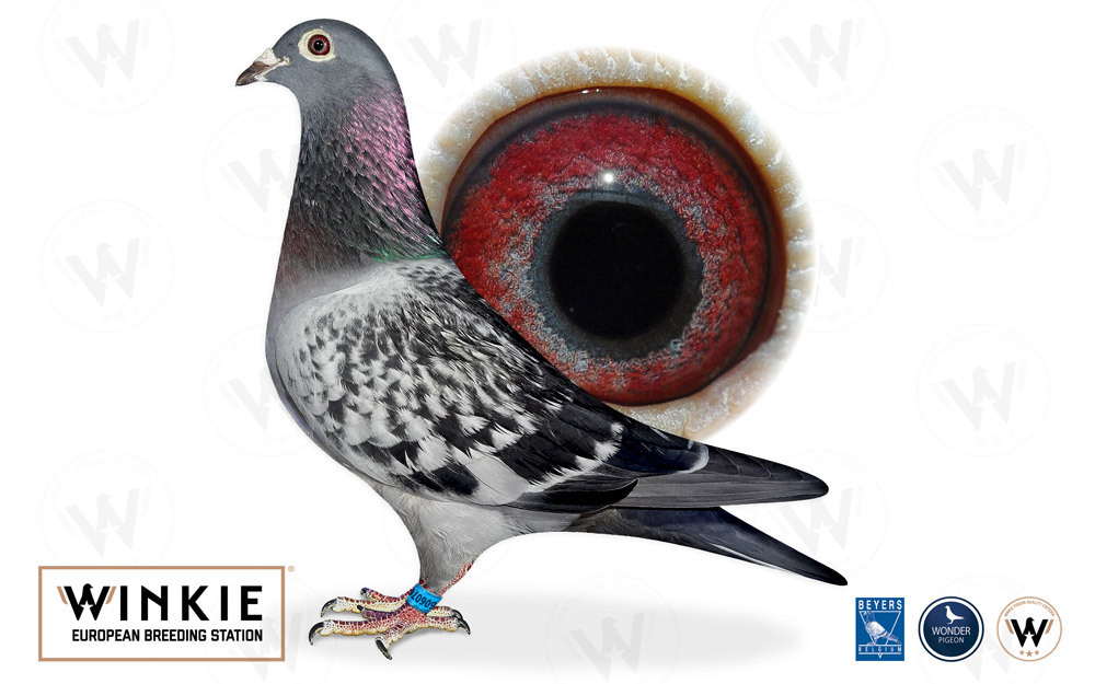 Grandson of Fifth Avenue - WINKIE European Breeding Station