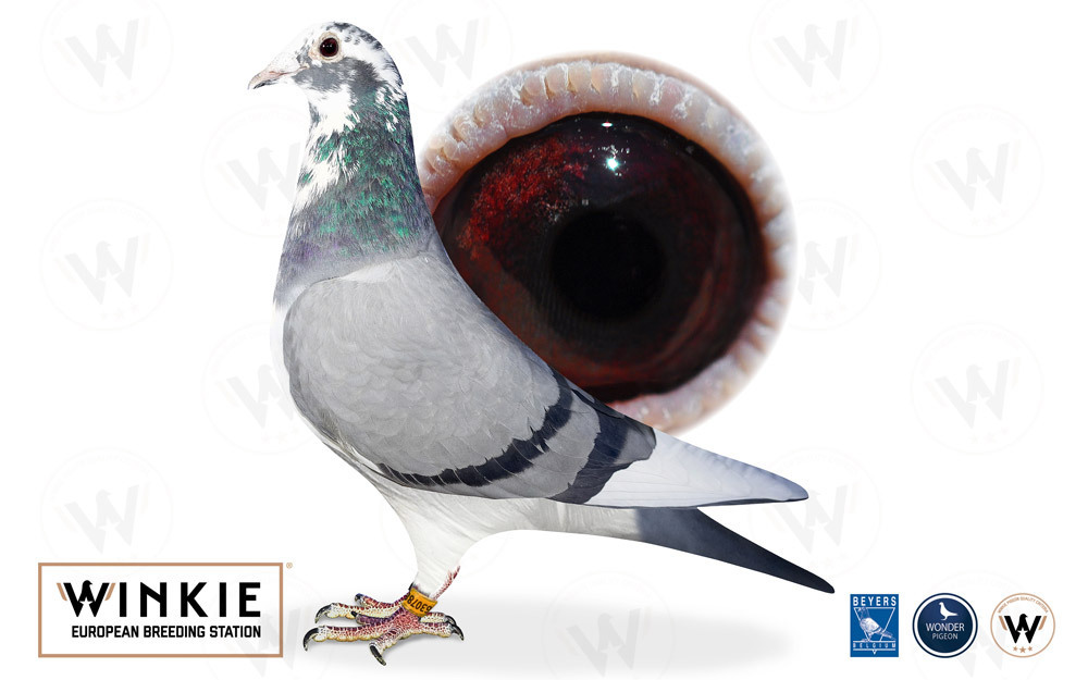 Daughter of Oklahoma - WINKIE European Breeding Station