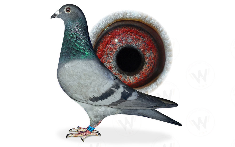 Granddaughter of Oklahoma - WINKIE European Breeding Station