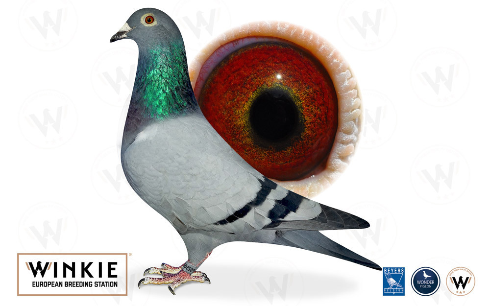 Inbreed granddaughter of Argenton - WINKIE European Breeding Station