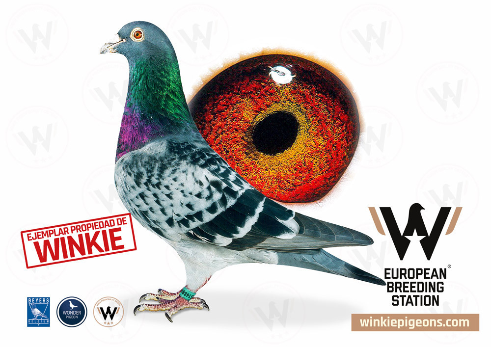 Sedmos - WINKIE European Breeding Station