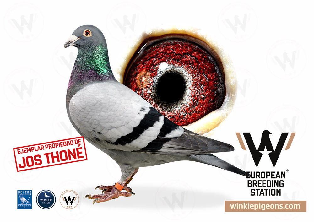 Girder - WINKIE European Breeding Station