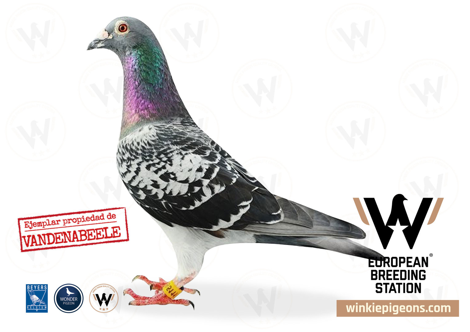 Neptunus - WINKIE European Breeding Station