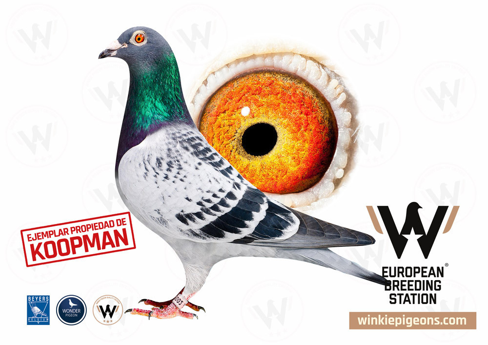 Cassius - WINKIE European Breeding Station