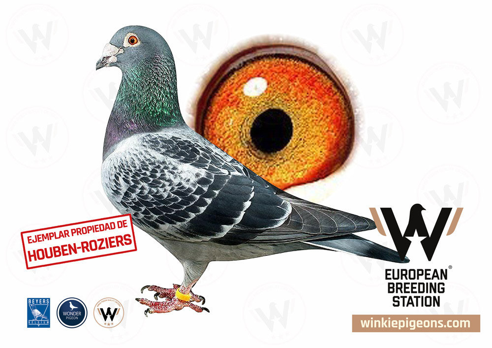 Pinocchio - WINKIE European Breeding Station