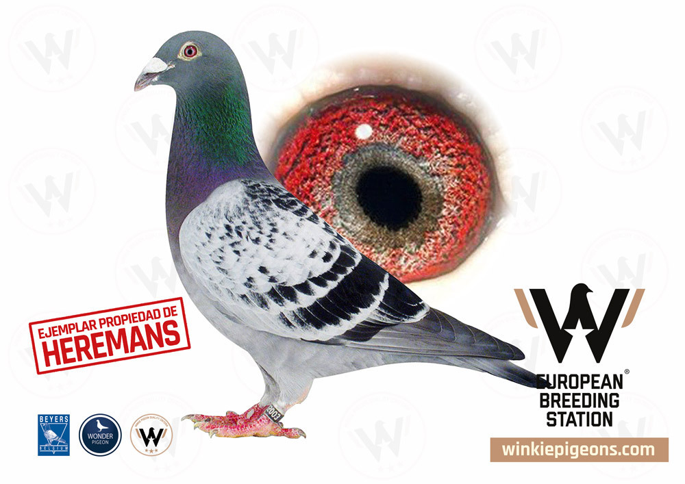 Olympiade 003 - WINKIE European Breeding Station