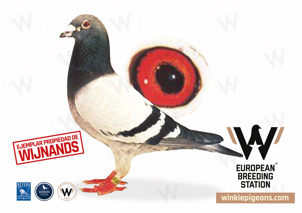 Blauwe Vanoppen - WINKIE European Breeding Station