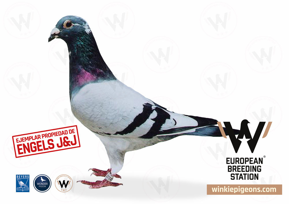 Witten As - WINKIE European Breeding Station