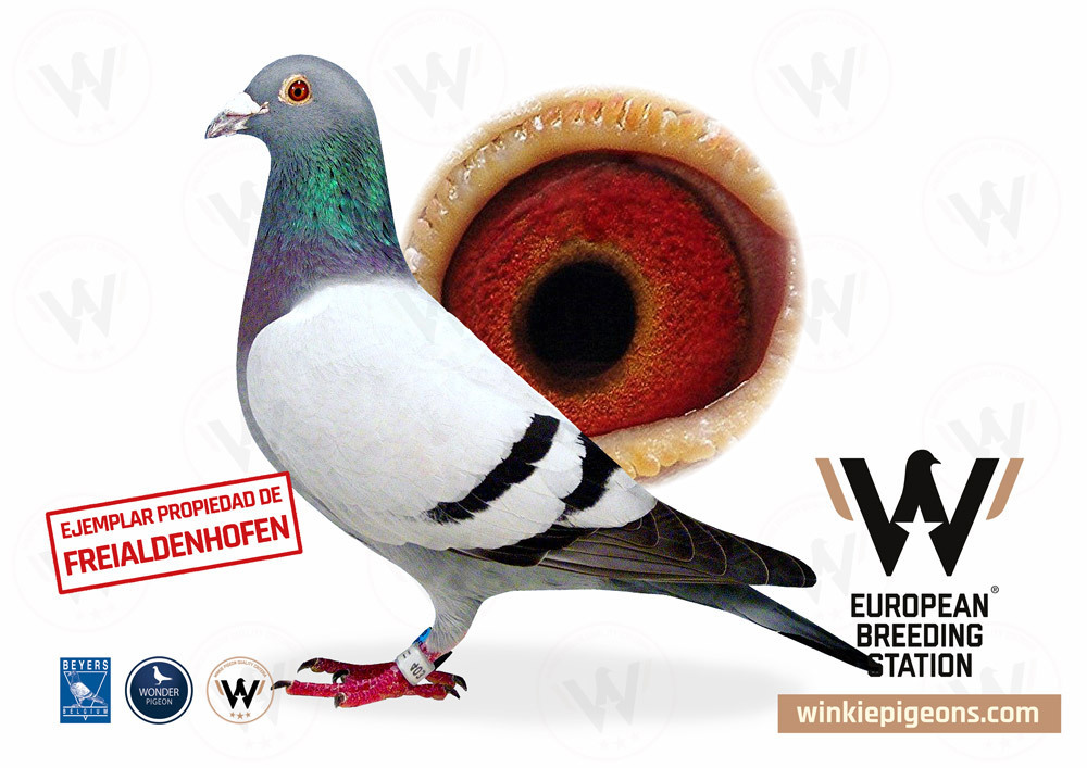 Forrest Gump Junior - WINKIE European Breeding Station