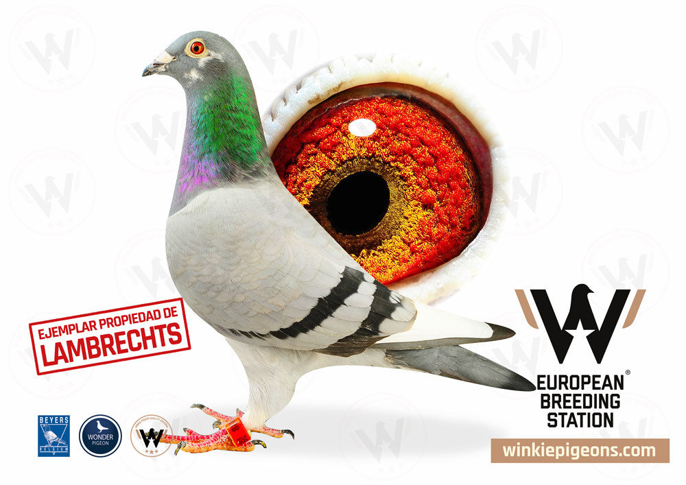 Olympic Rosita - WINKIE European Breeding Station