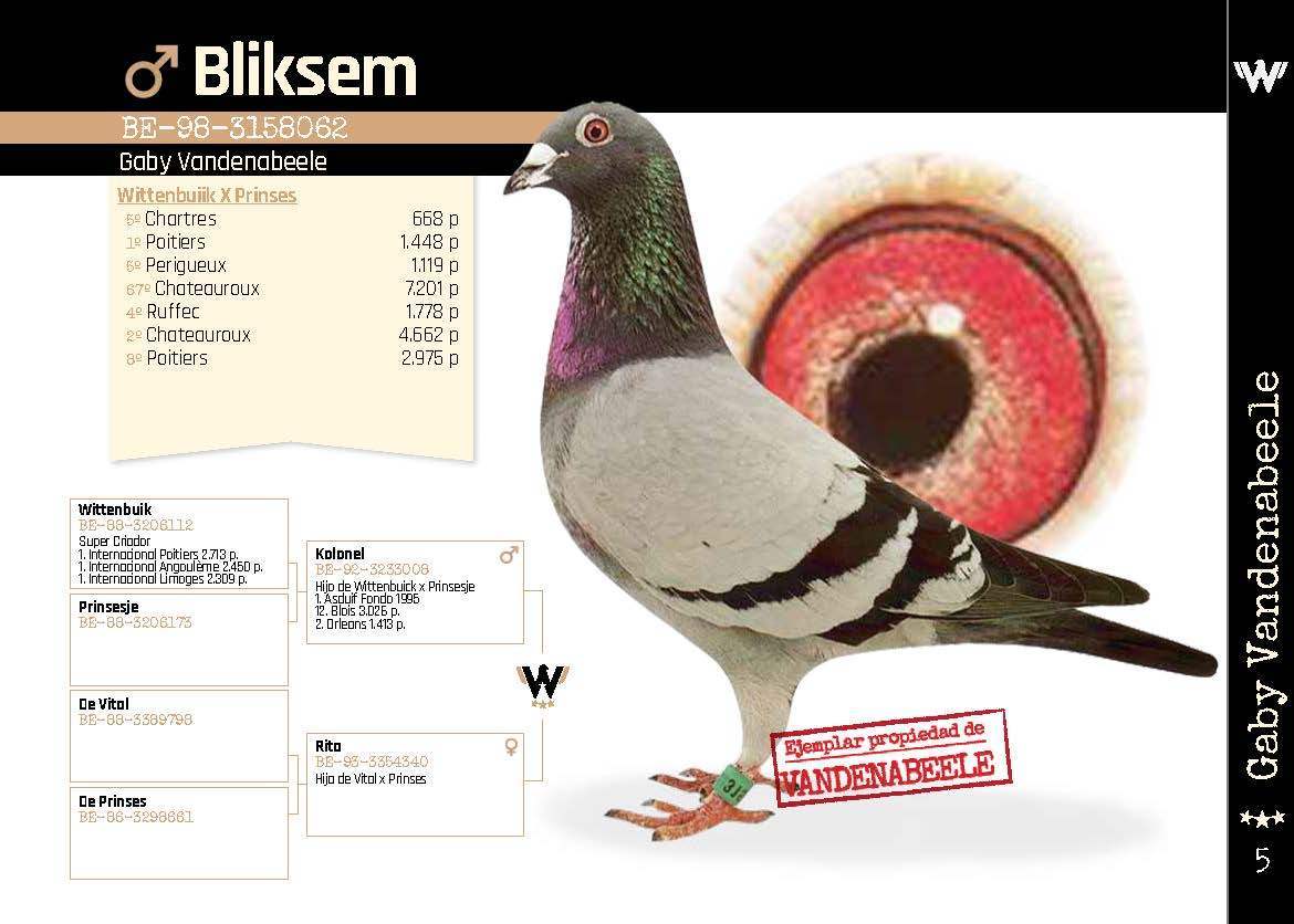 Descendant of Bliksem, Gaby Vandenabeele - Gaby Vandenabeele | WINKIE ...