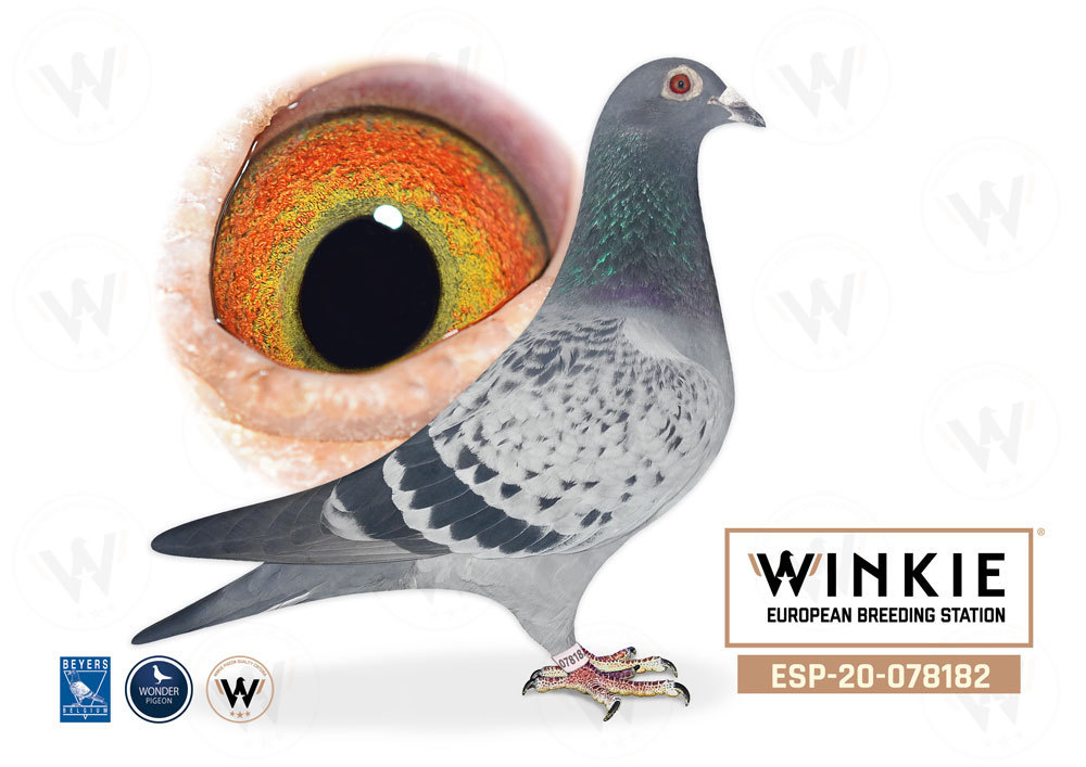 Descencendiente Consanguineo de Kannibal | Subasta - WINKIE European ...