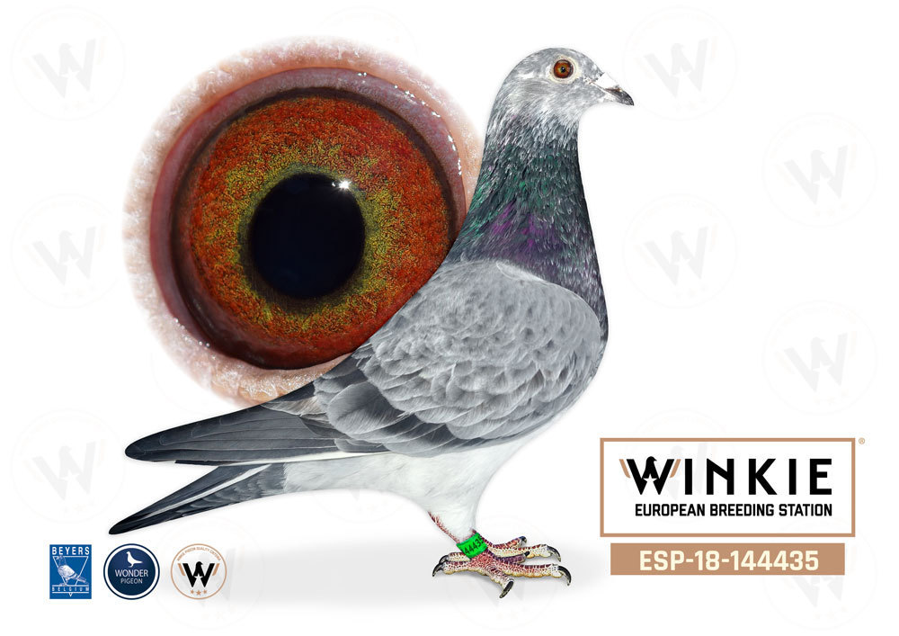 ESP-18-144435 - WINKIE European Breeding Station