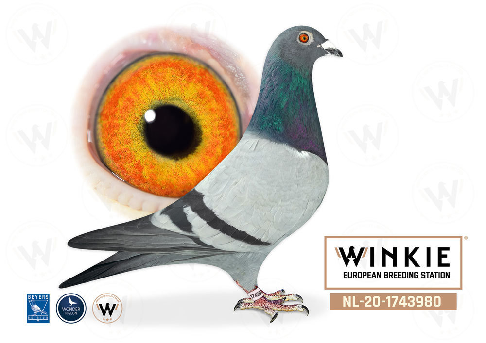 silver shadow pigeon