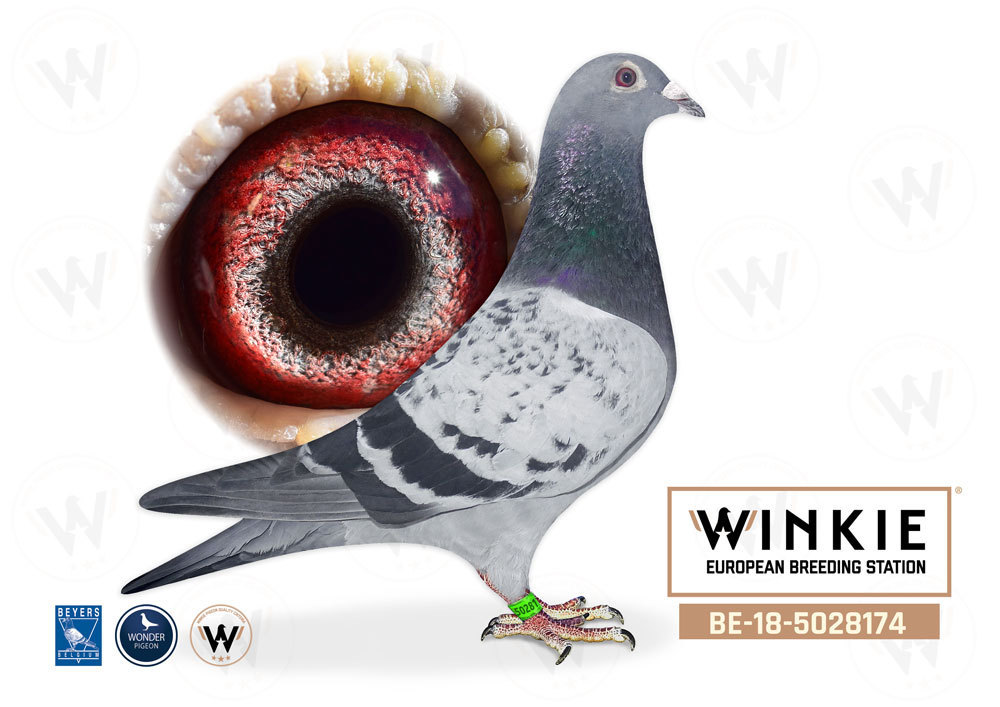 BE-18-5028174 - WINKIE European Breeding Station