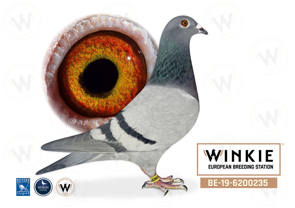 BE-19-6200235 - WINKIE European Breeding Station