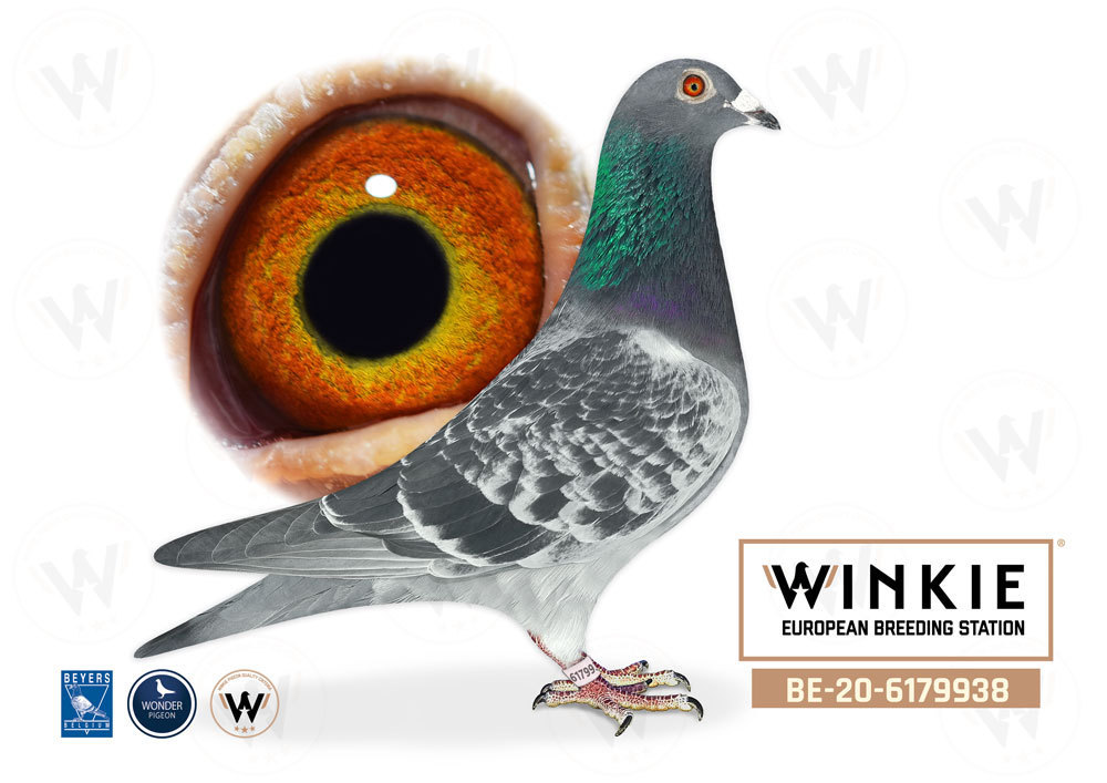 BE-20-6179938 - WINKIE European Breeding Station