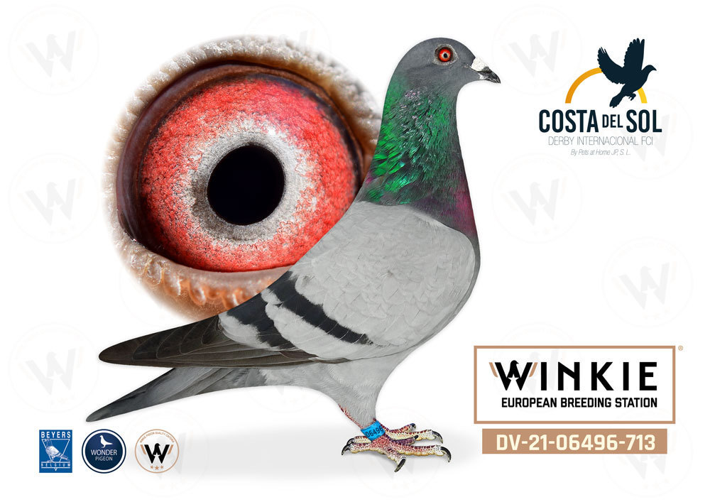 #66 PETER STANKOV | Subasta - WINKIE European Breeding Station