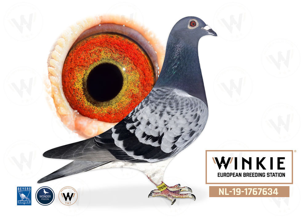 NL-19-1767634 - WINKIE European Breeding Station