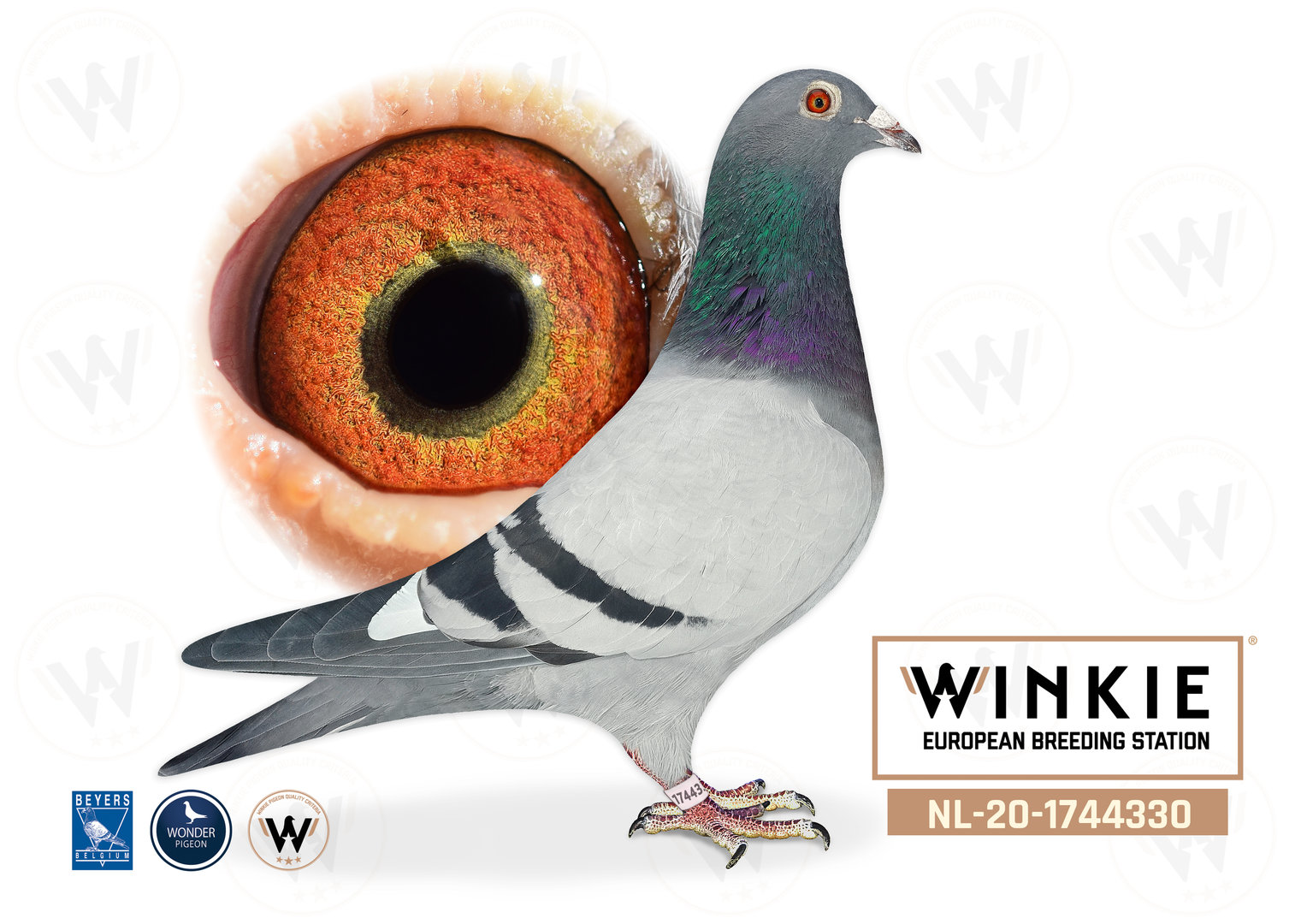 Descendiente de Elfpenner, perteneciente al Cees Timmers Breda, está a ...