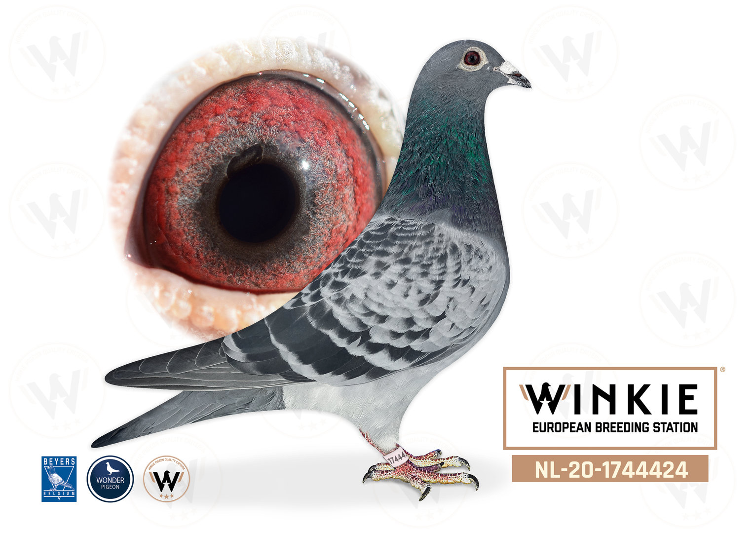 Descendiente de Mr | Venta Directa - WINKIE European Breeding Station