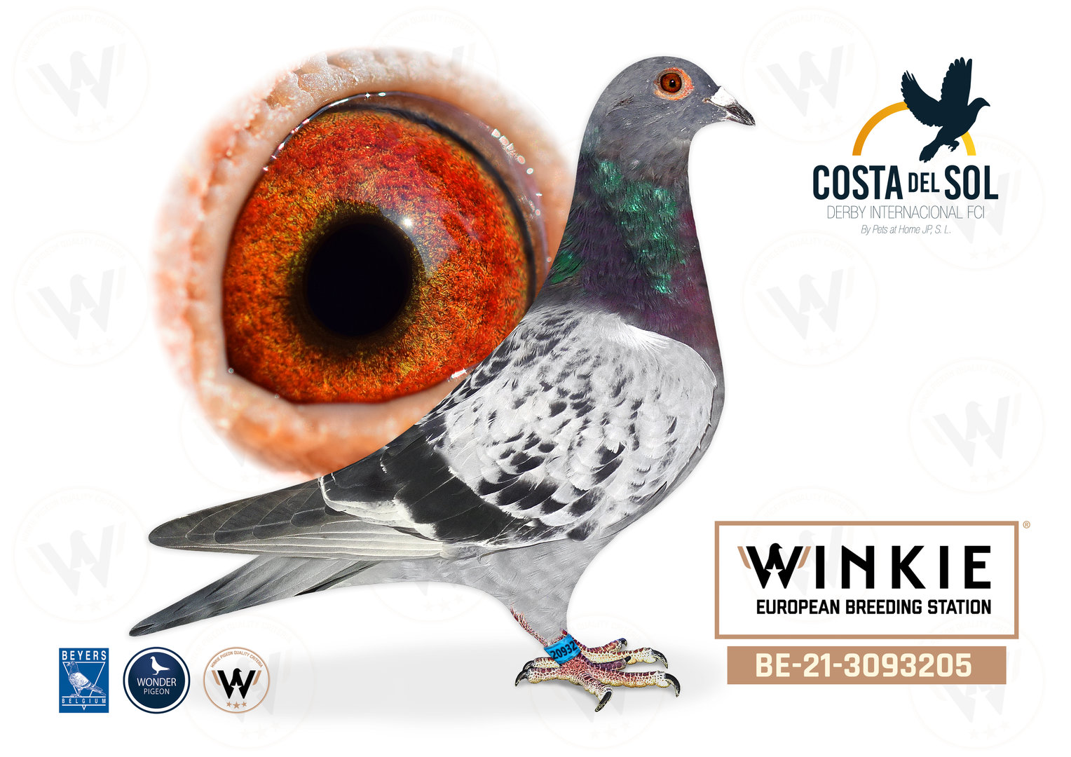 #108 VANHEE A&M | Subasta - WINKIE European Breeding Station