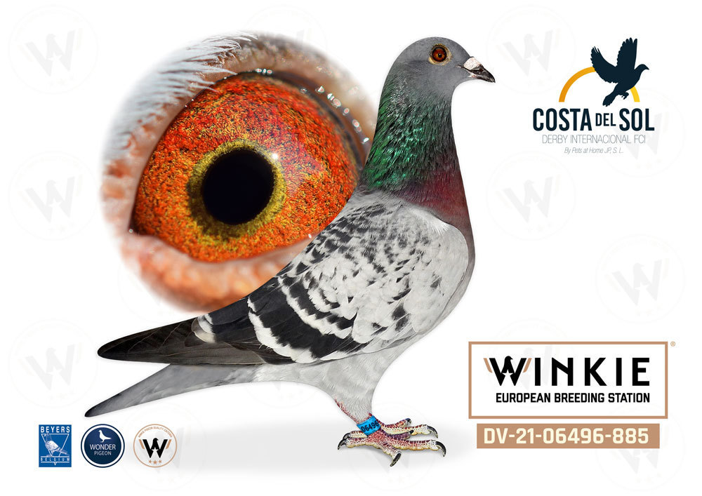 #119 PETER STANKOV | Subasta - WINKIE European Breeding Station