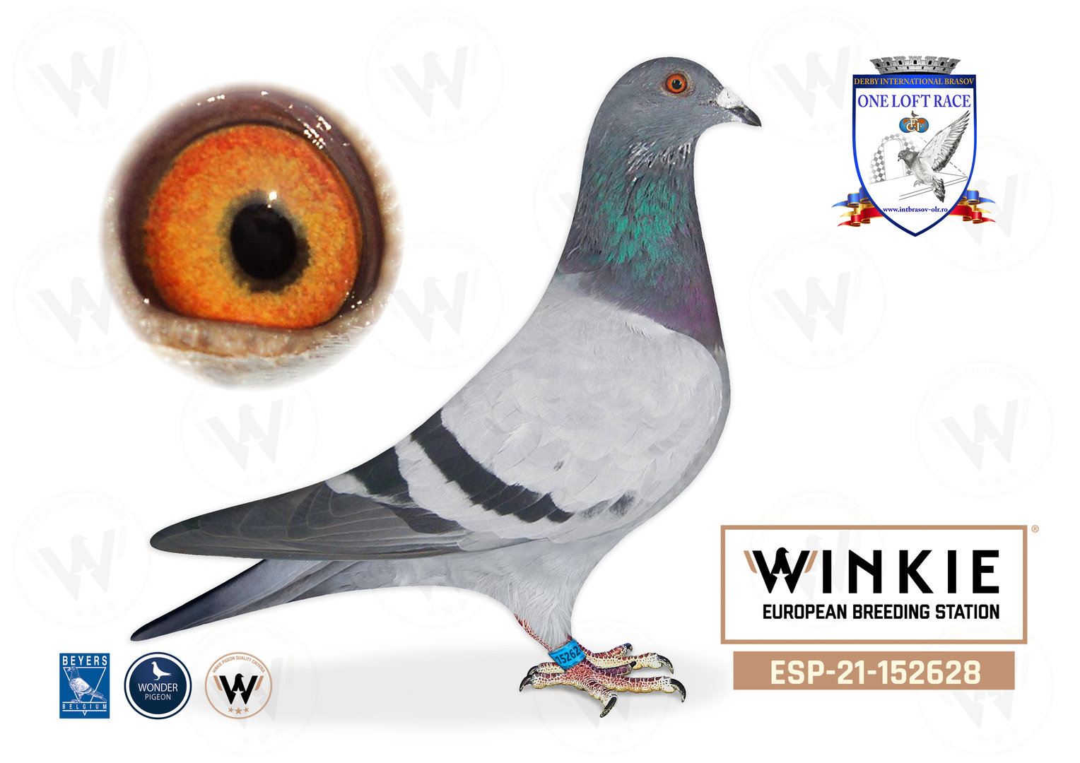 "Trophy" WINKIE PIGEONS | Subasta - WINKIE European Breeding Station