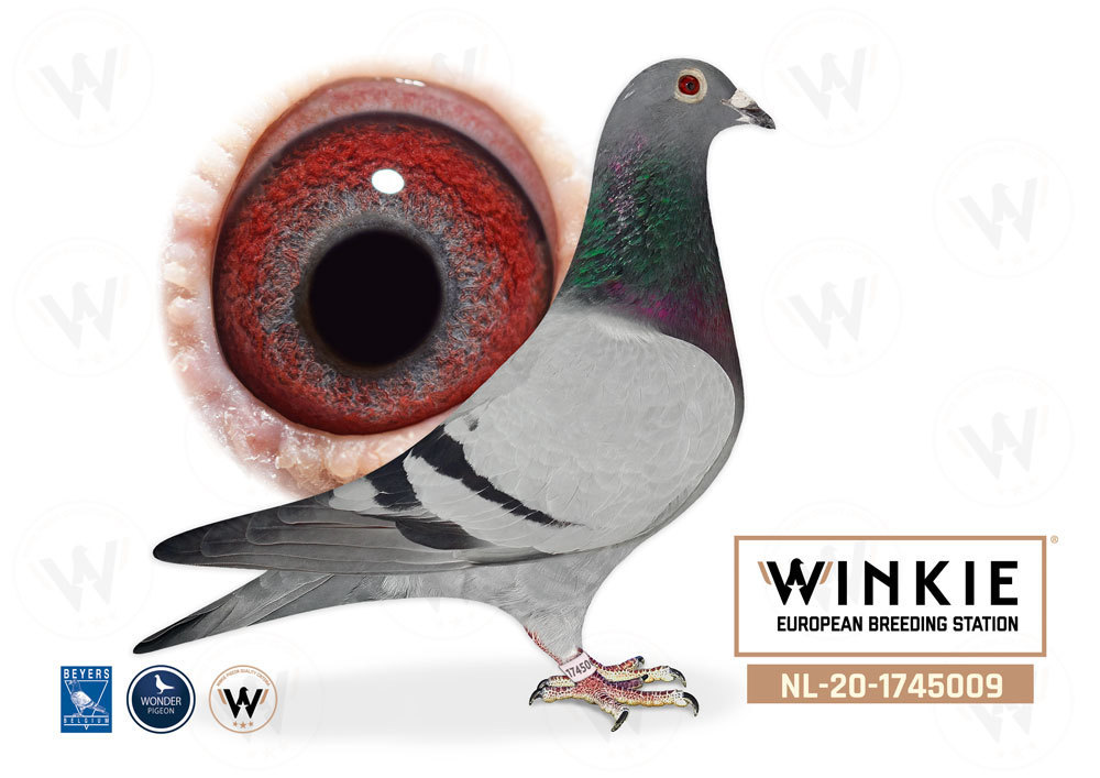 NL-20-1745009 - WINKIE European Breeding Station