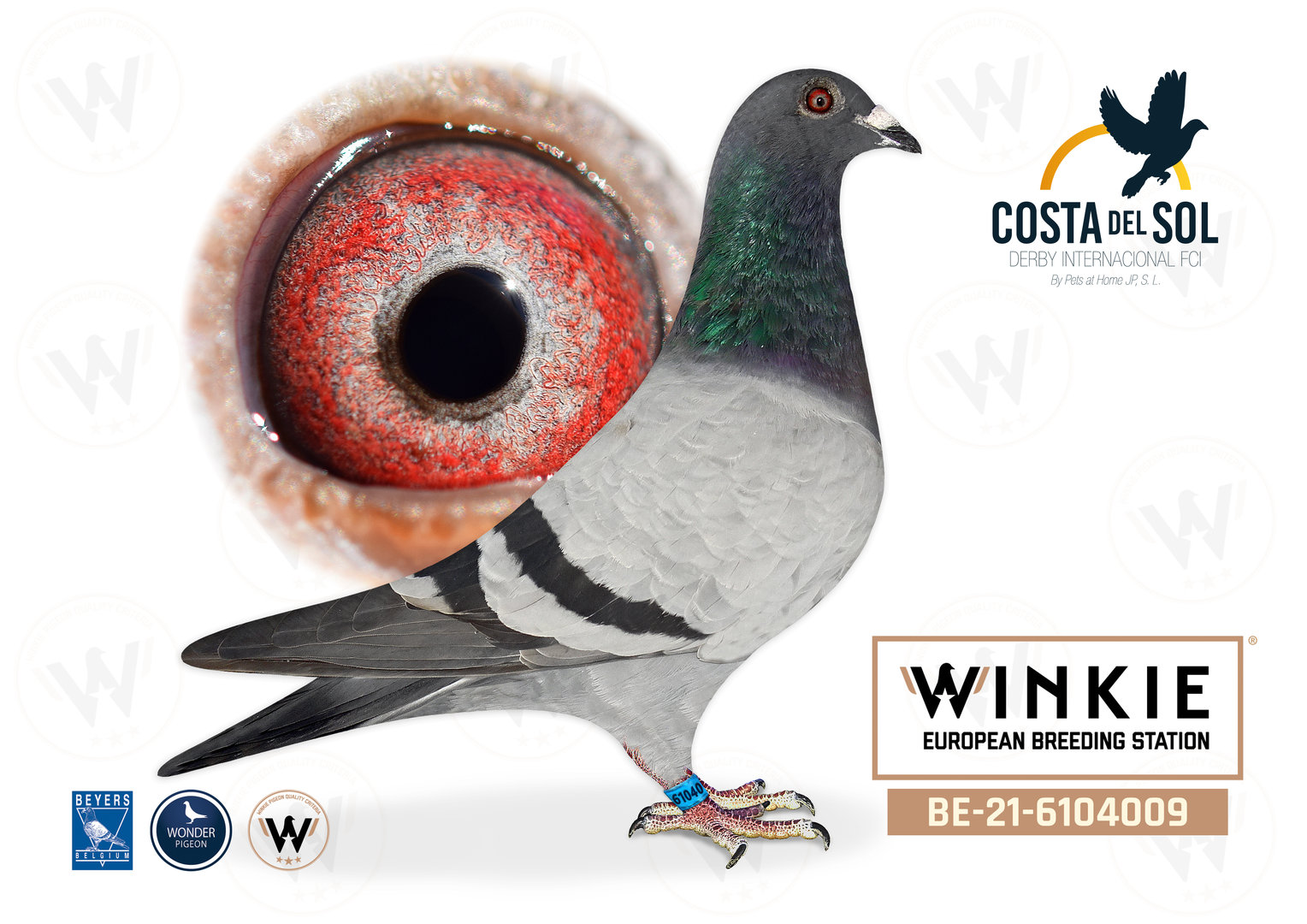 #317 MONICK NYS PIGEONS | Subasta - WINKIE European Breeding Station
