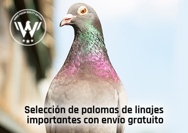 Lineage Monick Nys - WINKIE European Breeding Station