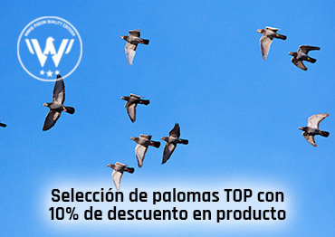 Lineage Monick Nys - WINKIE European Breeding Station