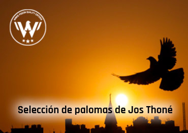 Lineage Monick Nys - WINKIE European Breeding Station