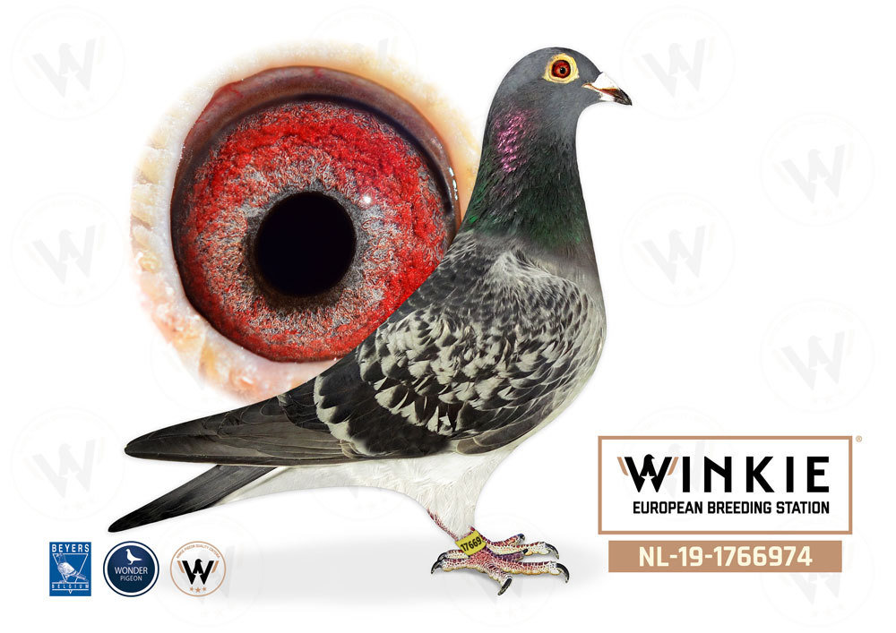 silver shadow pigeon