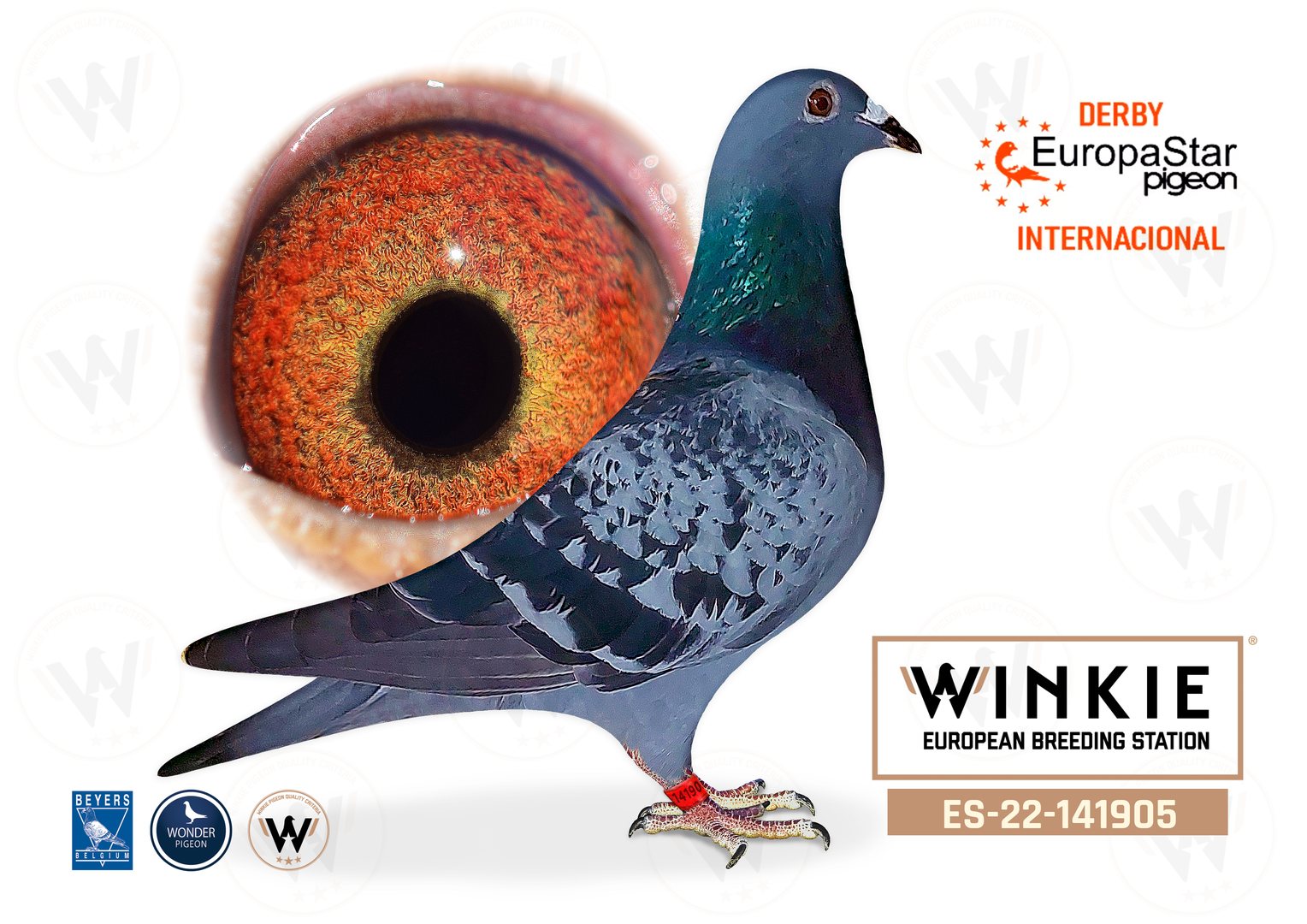 ESP-22-141905 - WINKIE European Breeding Station