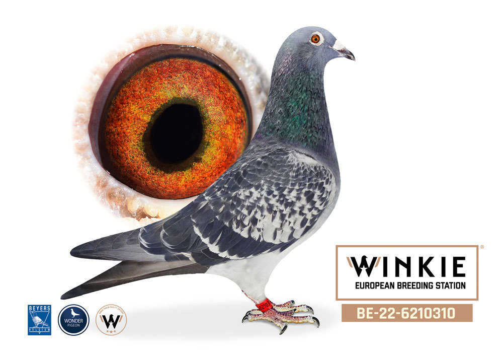 BE-22-6210310 - WINKIE European Breeding Station