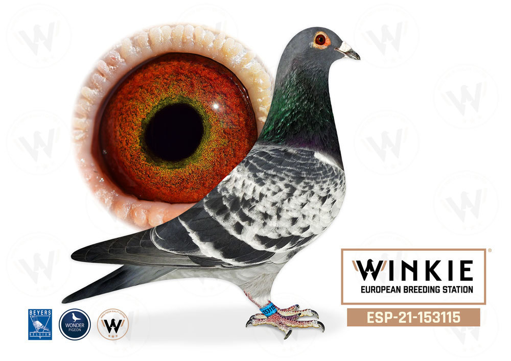 Descendiente de Perfecto | Venta Directa - WINKIE European Breeding Station
