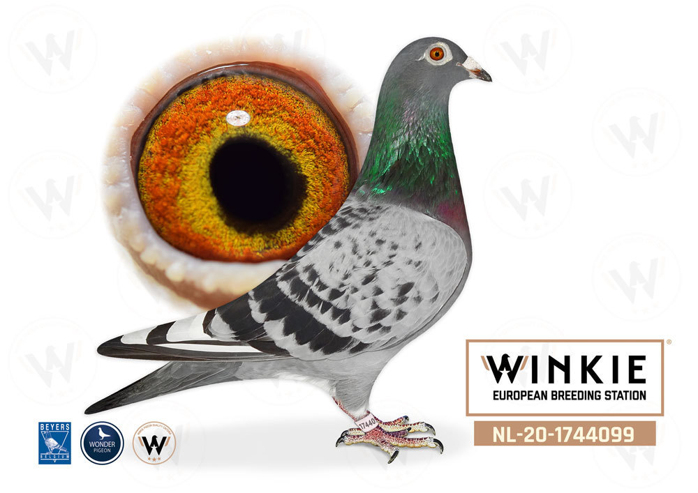 NL-20-1744099 - WINKIE European Breeding Station
